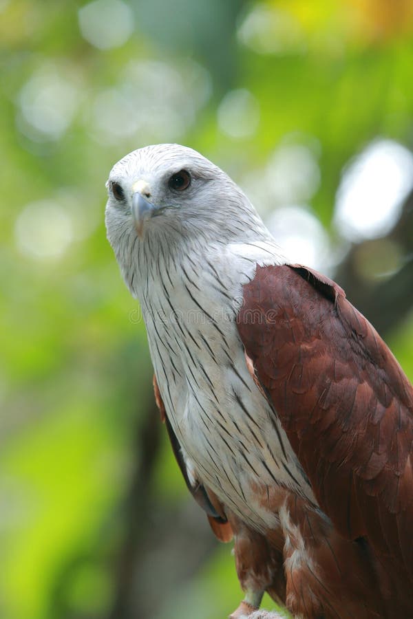 Halcón rojo foto de archivo. Imagen de observar, garras - 35218192