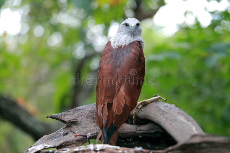 Halcón rojo foto de archivo. Imagen de despredador, carne - 35218296