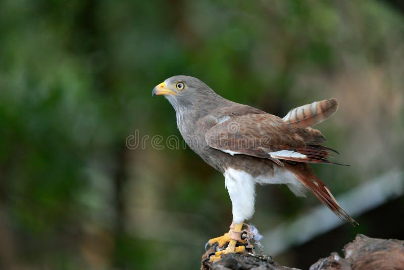 Halcón rojo imagen de archivo. Imagen de presa, especie - 35218341