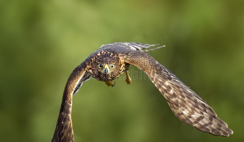 Halcón rojo-atado imagen de archivo. Imagen de hilton - 100351691