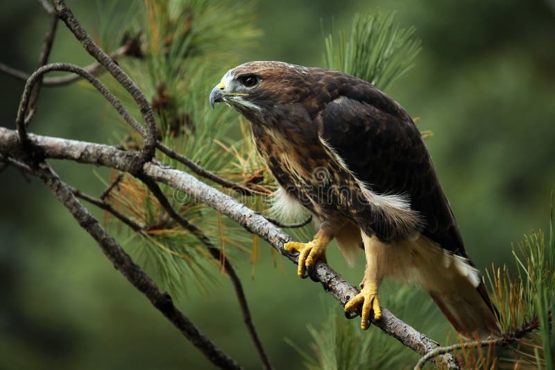 El Introducir De Los Halcones Foto de archivo - Imagen de fauna ...