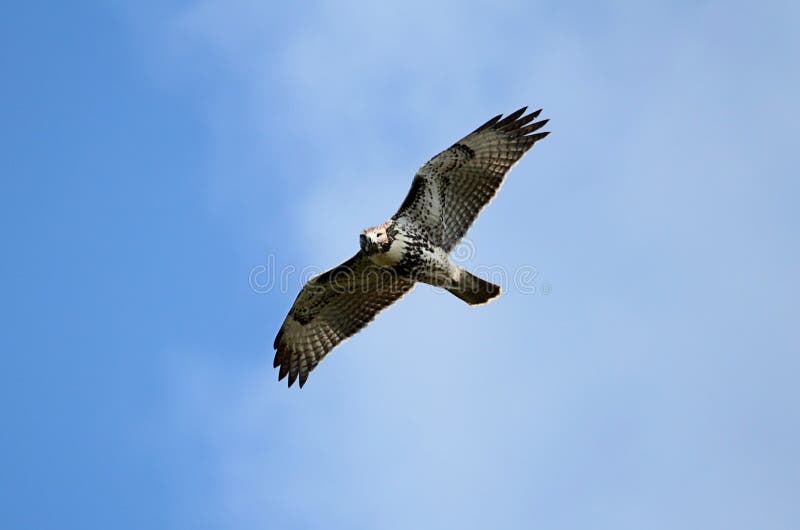 Halcón Rojo-atado imagen de archivo. Imagen de halcones - 11671537
