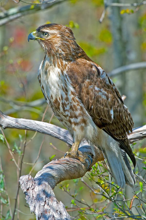 Halcón Rojo-atado foto de archivo. Imagen de feroz, rojo - 32817018