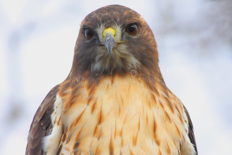 Halcón Rojo-atado imagen de archivo. Imagen de sangriento - 4031769