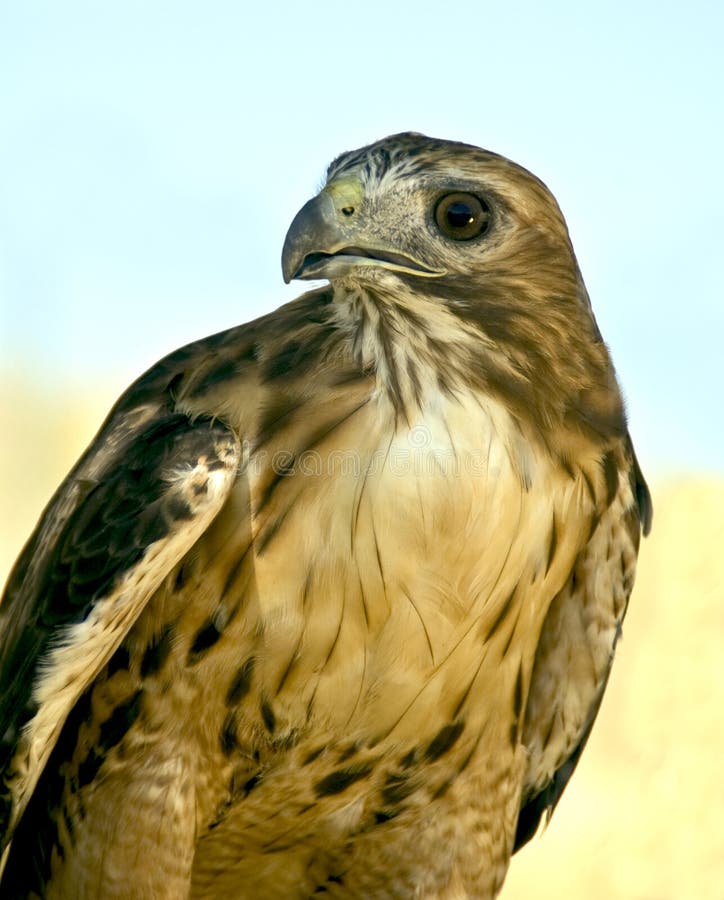 Halcón Rojo-atado imagen de archivo. Imagen de fondo, sitio - 6846025