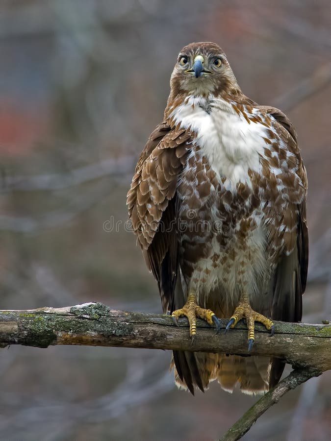 Jamaicensis Rojo-atado Del Buteo Del Halcón En Una Rama De árbol Foto ...