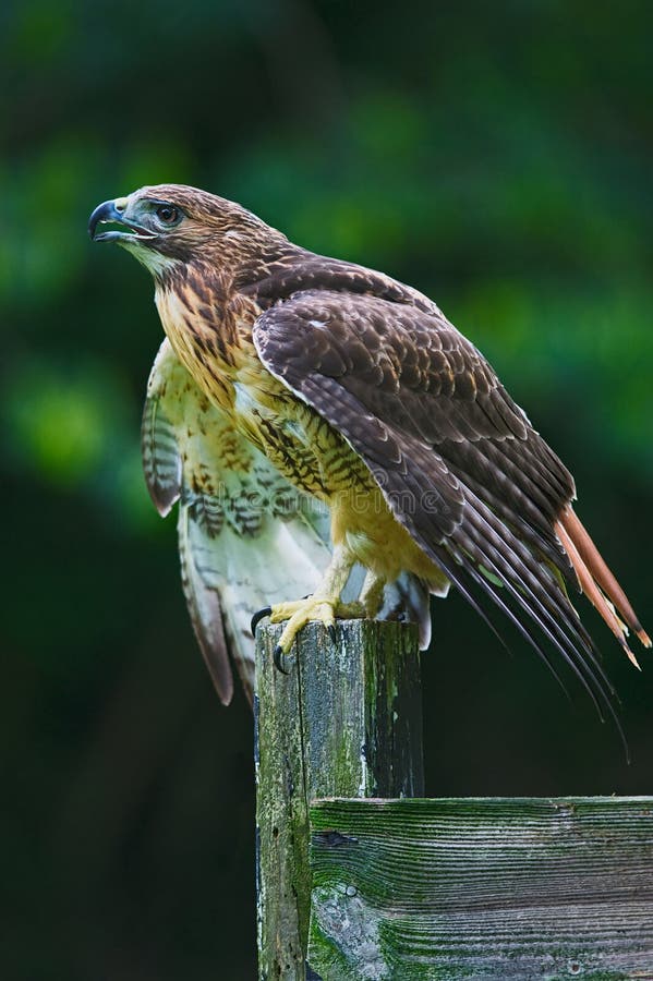 Halcón De Cola Roja Sentado Mirando La Caza 8 Imagen de archivo ...