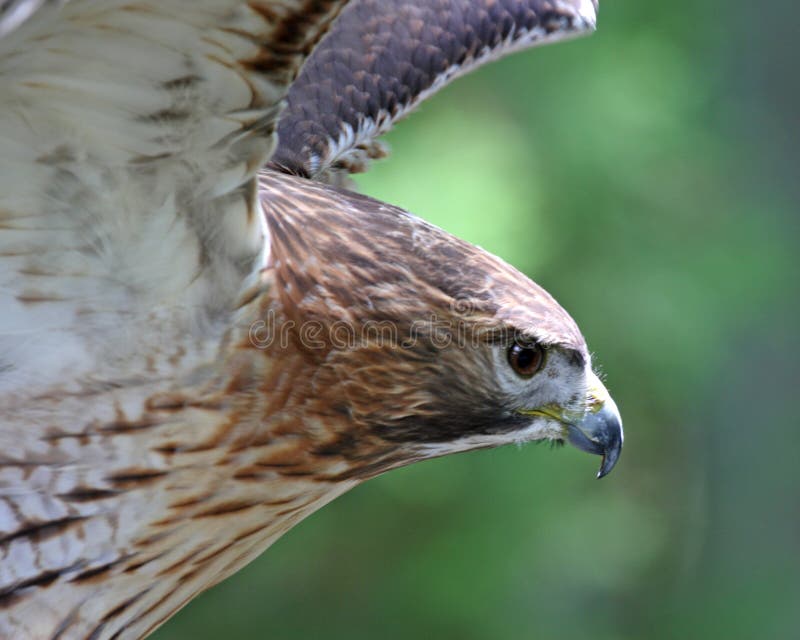 Halcón rojo de la cola imagen de archivo. Imagen de orgulloso - 4852271