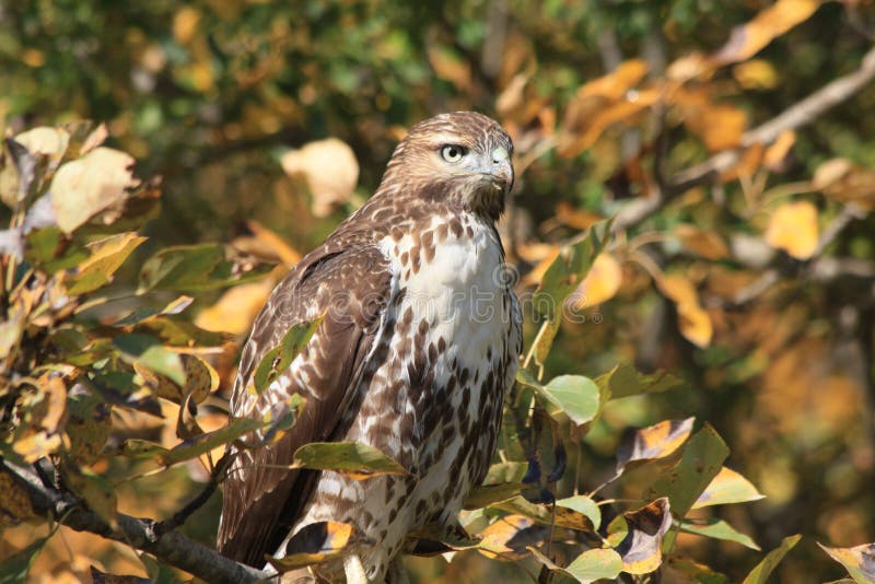 Halcón rojo de la cola imagen de archivo. Imagen de plumas - 5160317