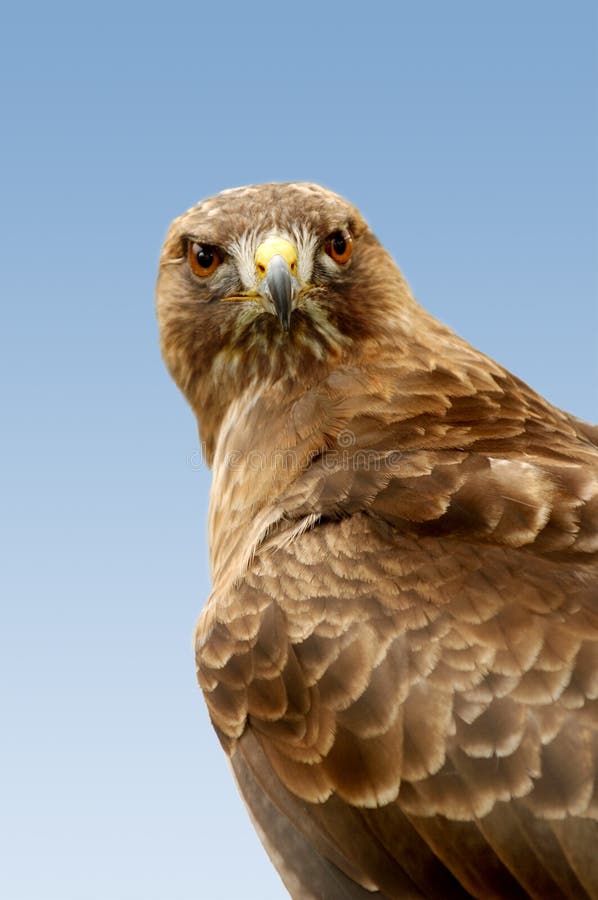 Halcón rojo de la cola imagen de archivo. Imagen de plumas - 5160317