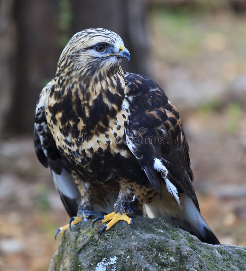 Polluelo Áspero-legged Del Halcón En Jerarquía En El Acantilado En El ...