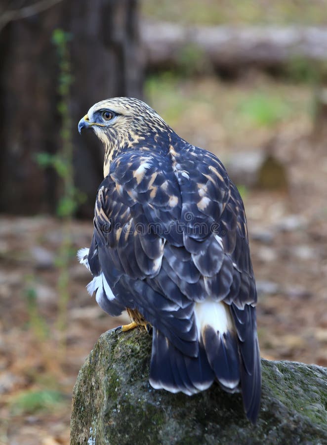 Polluelo Áspero-legged Del Halcón En Jerarquía En El Acantilado En El ...