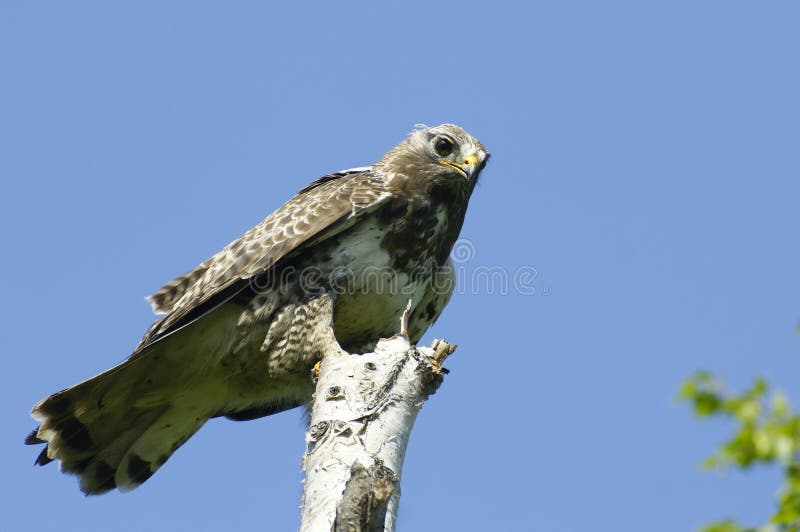 Polluelo Áspero-legged Del Halcón En Jerarquía En El Acantilado En El ...