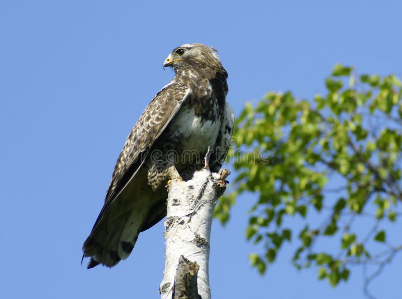 Polluelo Áspero-legged Del Halcón En Jerarquía En El Acantilado En El ...