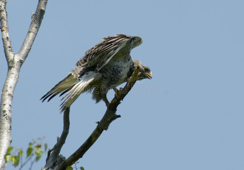 Polluelo Áspero-legged Del Halcón En Jerarquía En El Acantilado En El ...