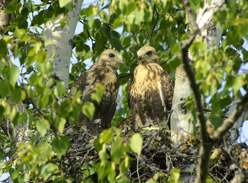Polluelo Áspero-legged Del Halcón En Jerarquía En El Acantilado En El ...