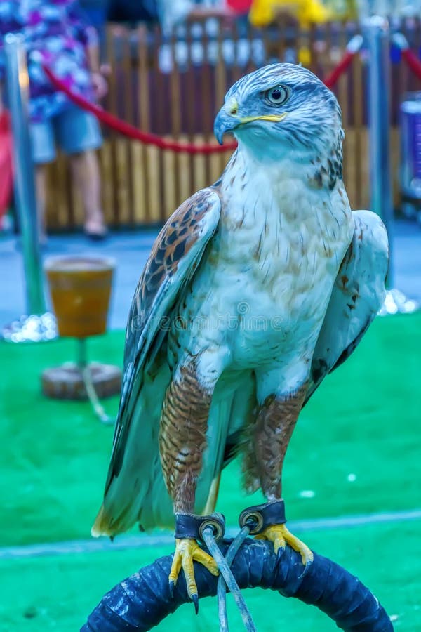 Halc?n imagen de archivo. Imagen de cubo, rojo, rapaz - 160185449