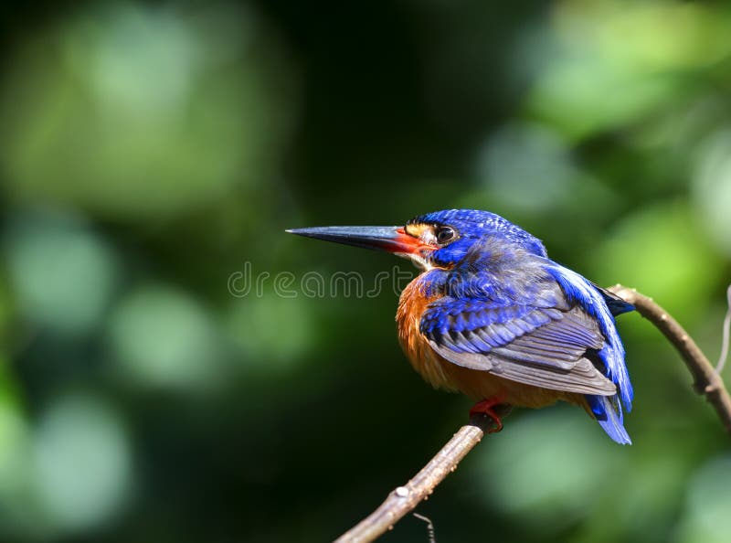 Halcyon pileata стоковое изображение. изображение насчитывающей озеро ...