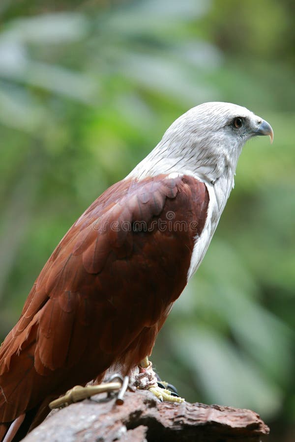 Halcón rojo imagen de archivo. Imagen de nauseabundo - 35218137