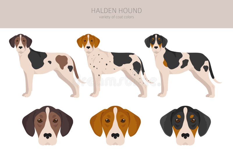 Halden Hound Clipart. Different Poses, Coat Colors Set Stock Vector ...