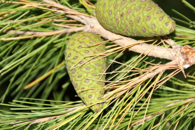 Pin D'Alep, Halepensis De Pinus Photo stock - Image du photo, flore ...