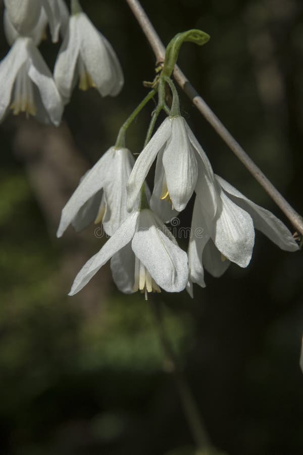 Halesia Diptera Var. Magniflora Stock Photo - Image of silverbell, rare ...