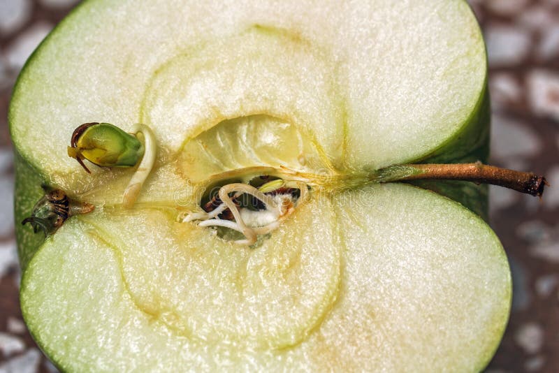 Fetus inside the womb stock photo. Image of mother, care - 93826362