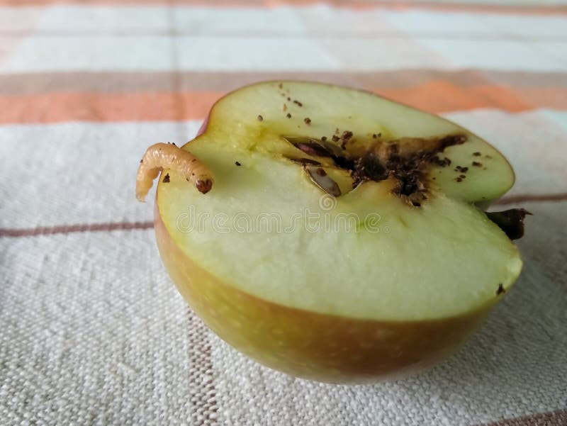 951 Apple Worm Photos - Free & Royalty-Free Stock Photos from Dreamstime
