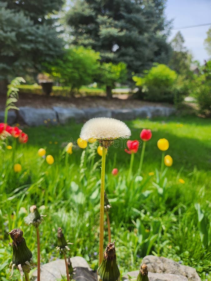 Half Arched Dandelion Fluff Stock Image - Image of arched, fluff: 278481819