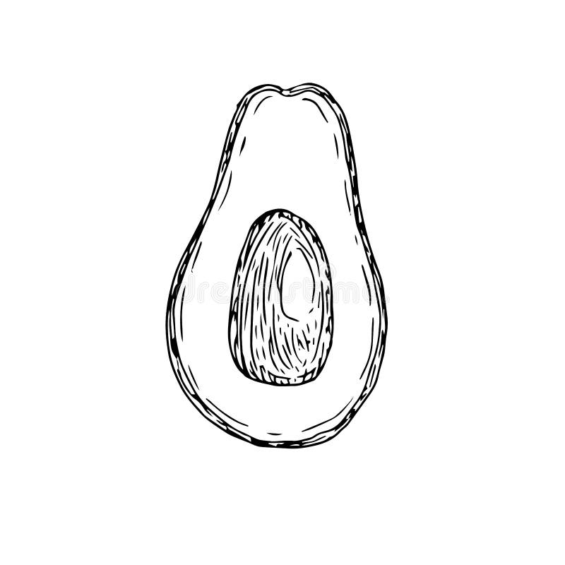 Half Avocado with Stone, Vector Illustration, Hand Drawing Sketch Stock ...