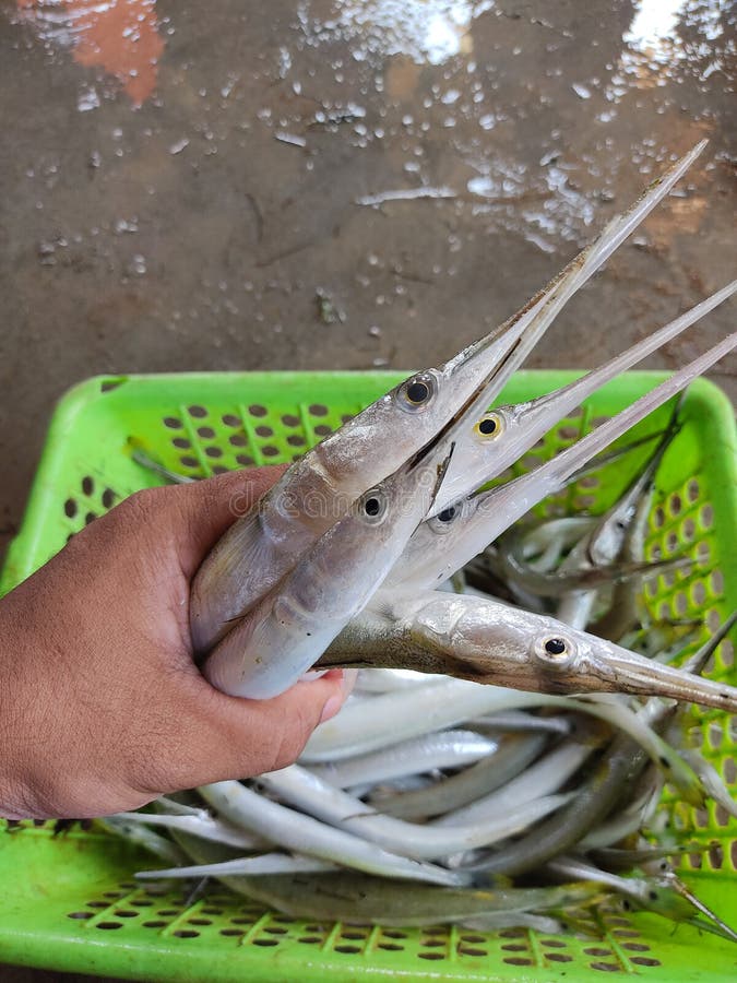 134 Half Beak Fish Stock Photos - Free & Royalty-Free Stock Photos from ...