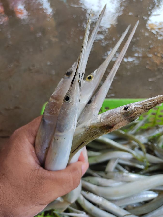 128 Half Beak Fish Stock Photos - Free & Royalty-Free Stock Photos from ...