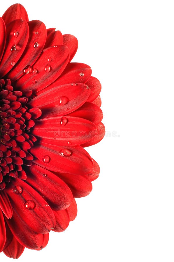 Half of a Beautiful Gerbera Flower Stock Photo - Image of freshness ...