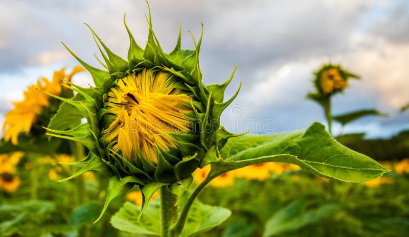 Half bloomed sunflower II stock photo. Image of natural - 25726806