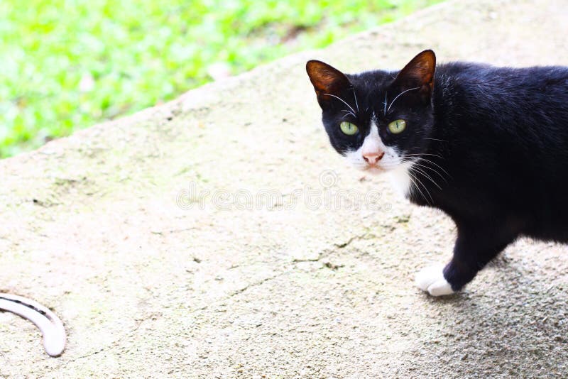 Half Body of Black and White Cat Looking To Camera Stock Image - Image ...