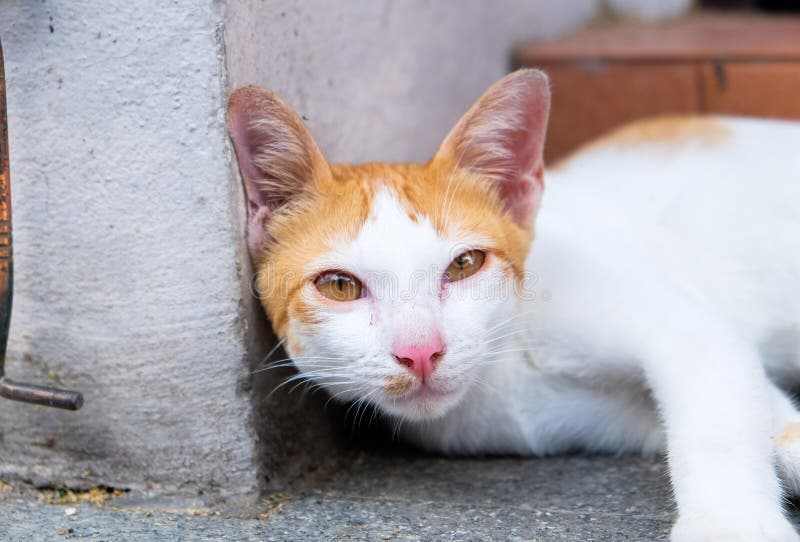 Half Body a Cute Cat Portrait Stock Image - Image of smell, pets: 98494195