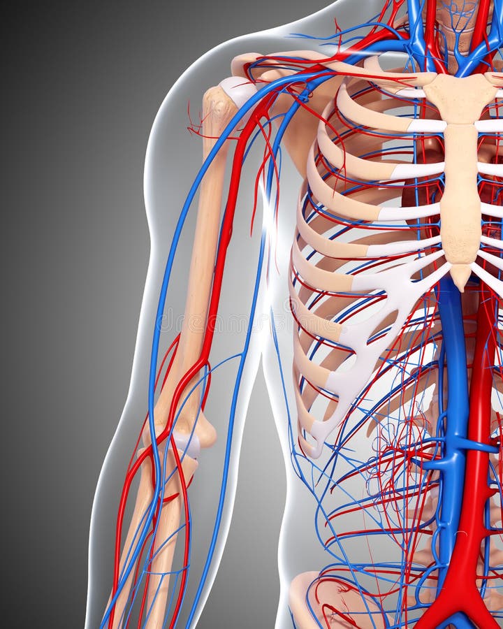 Anatomy of Male Body Circulatory System Stock Illustration ...