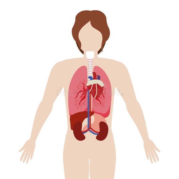 Half Body Man Body with Inner Organs Stock Vector - Illustration of ...