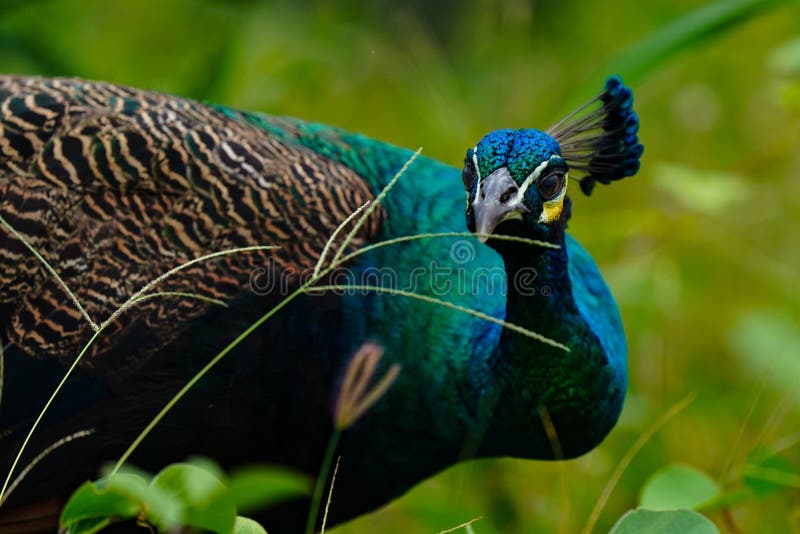 Peacock profile stock image. Image of neck, close, body - 19287557