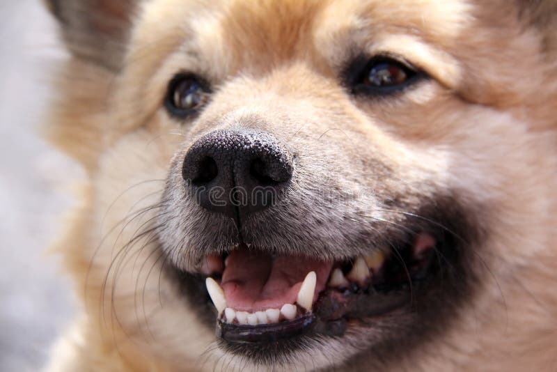 Half-breed dog stock image. Image of mammal, play, mongrel - 10380493