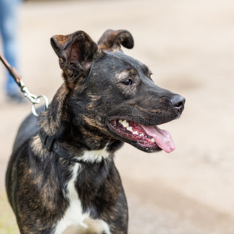 Half-breed Dog of Black with White on a Leash. Stock Image - Image of ...