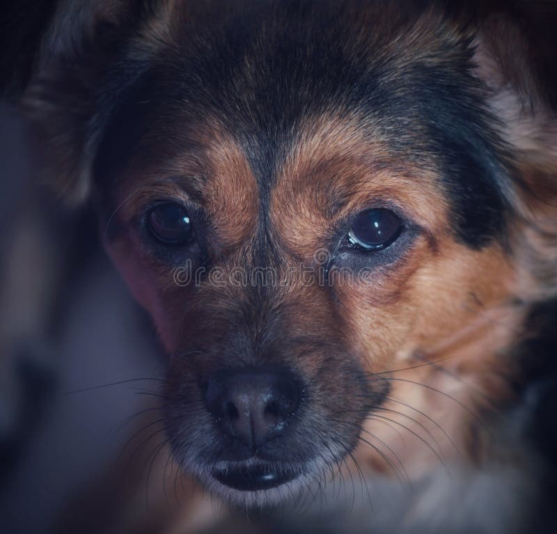 Half Breed Dog Indoor Portrait Stock Image - Image of older, indoor ...