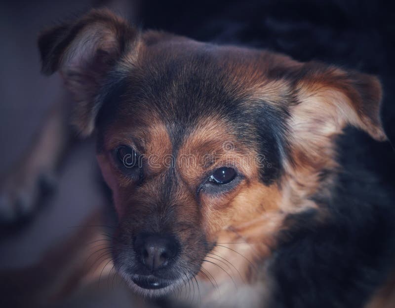 Half Breed Dog Indoor Portrait Stock Image - Image of mammal, breed ...