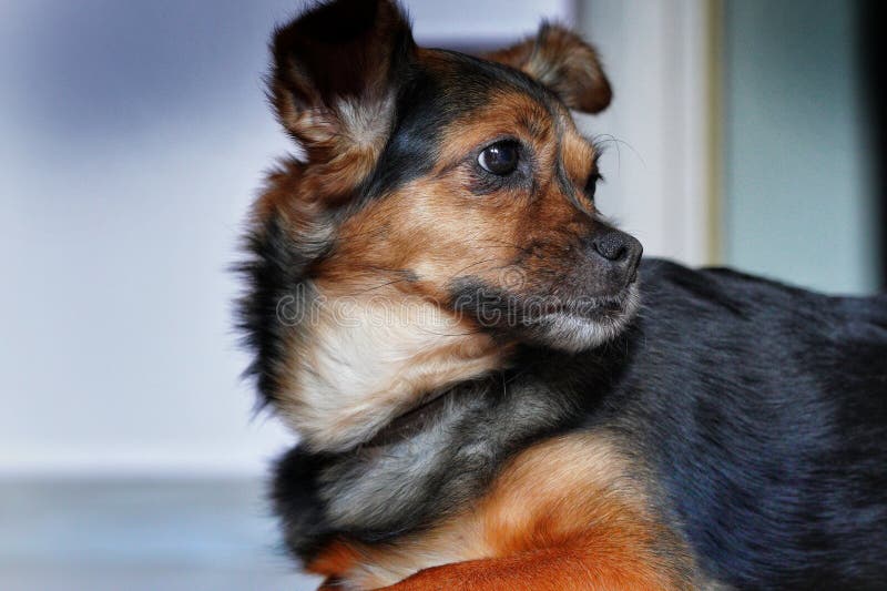 Half Breed Dog Resting - Profile Stock Photo - Image of resting ...