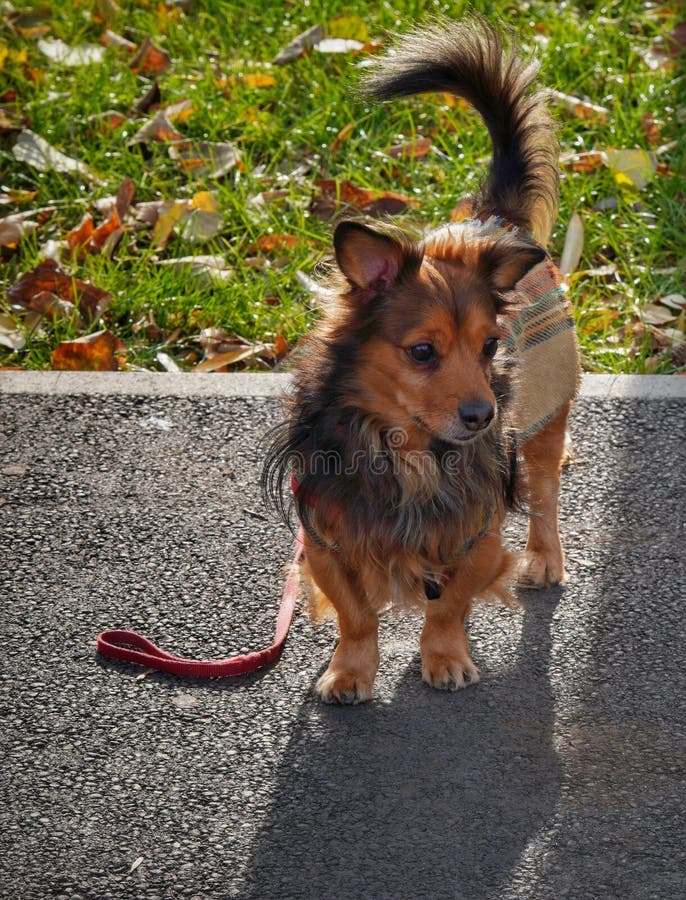 Half Breed Dog Waiting for His Companion Stock Photo - Image of alley ...