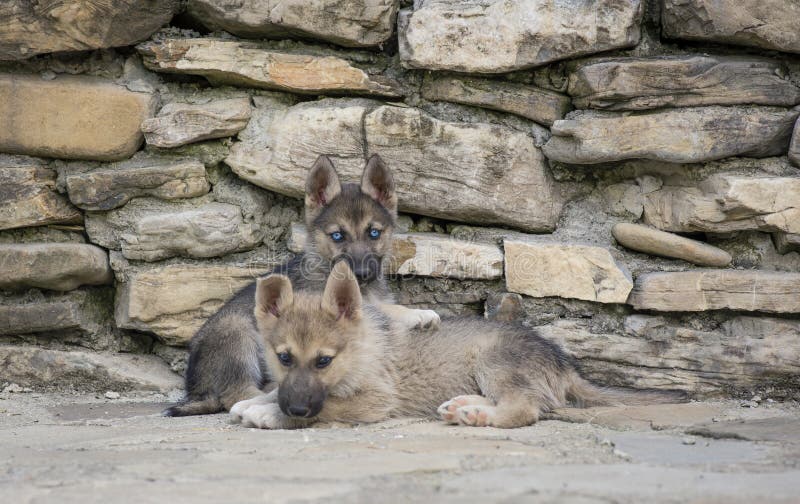 Half Wolf Half Dog Stock Photos - Free & Royalty-Free Stock Photos from ...