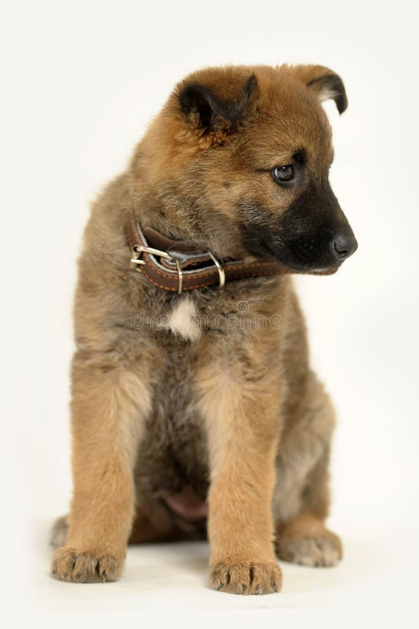 Half-breed shepherd puppy stock image. Image of doggy - 27792343