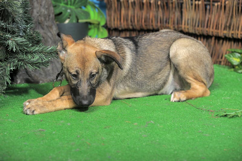 Half-breed shepherd puppy stock photo. Image of head - 33429192