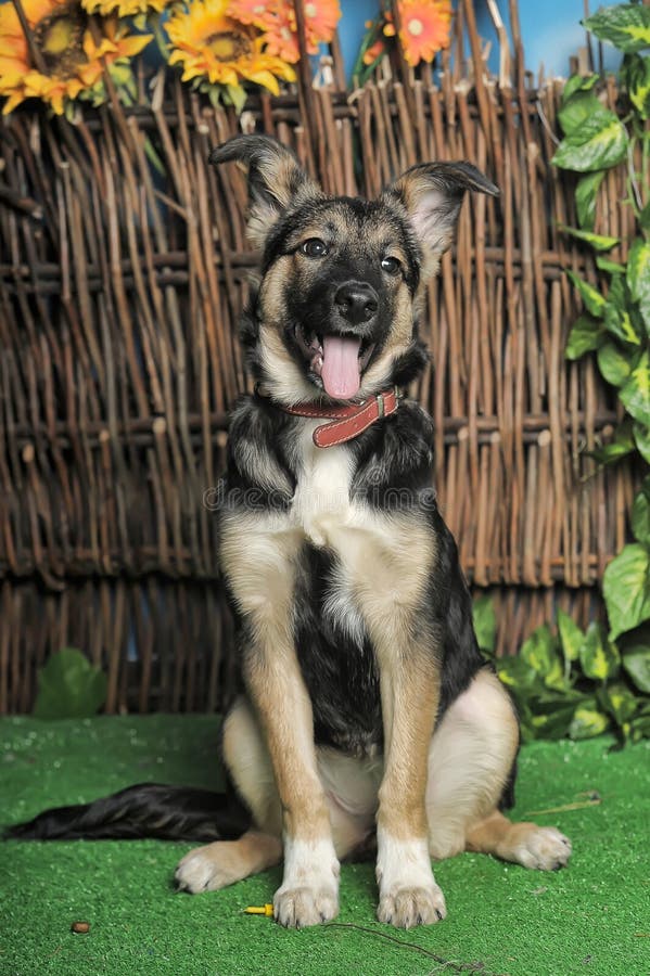 Half-breed shepherd puppy stock image. Image of ears - 33509515