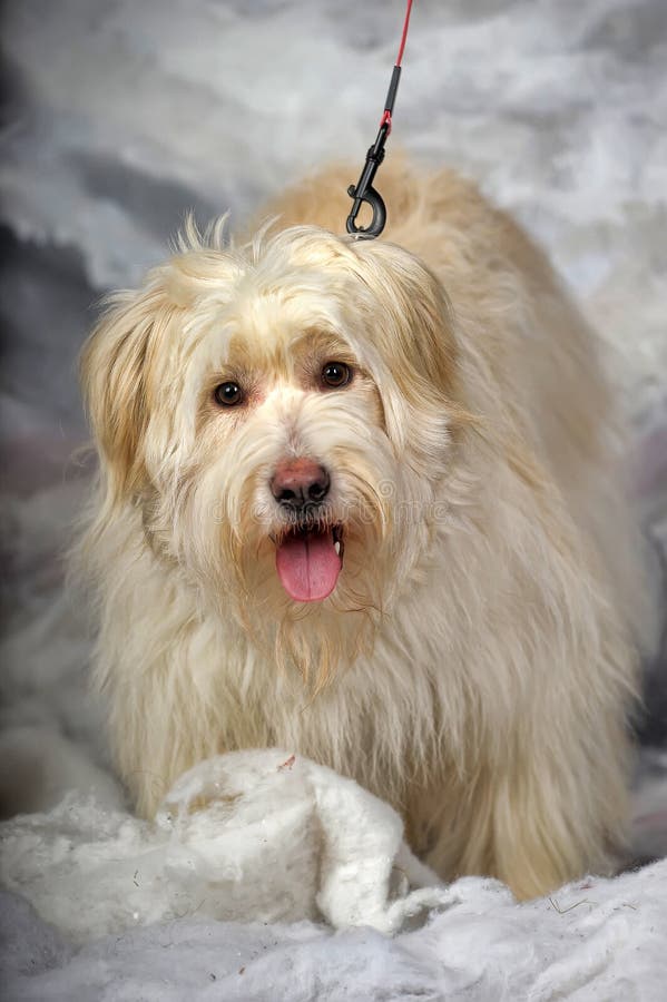 Half-breed terrier stock photo. Image of friend, crossbreed - 35939630